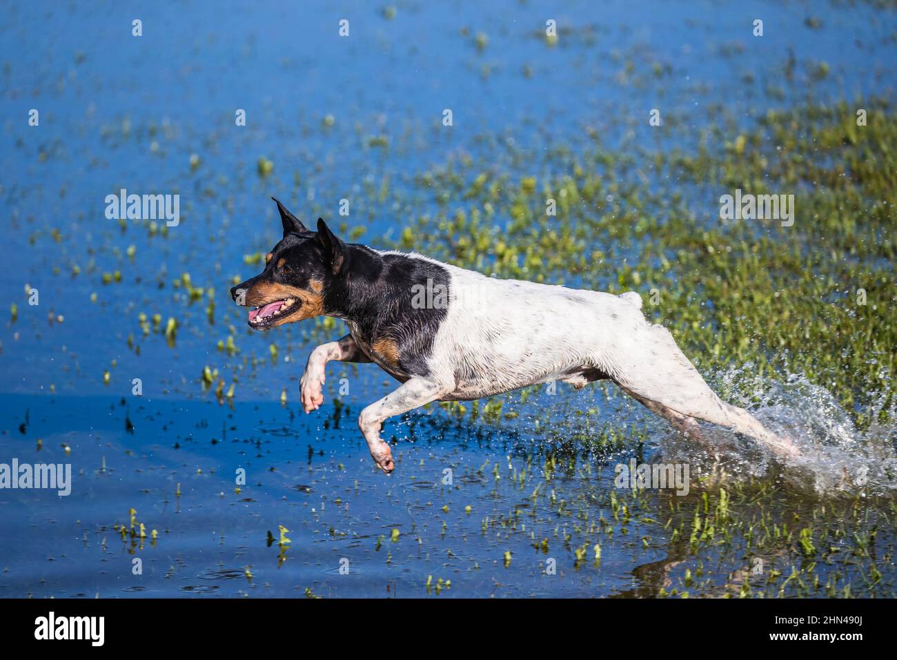 Ratonero Bodeguero Andaluz. Adult male jumping into water. Germany ...