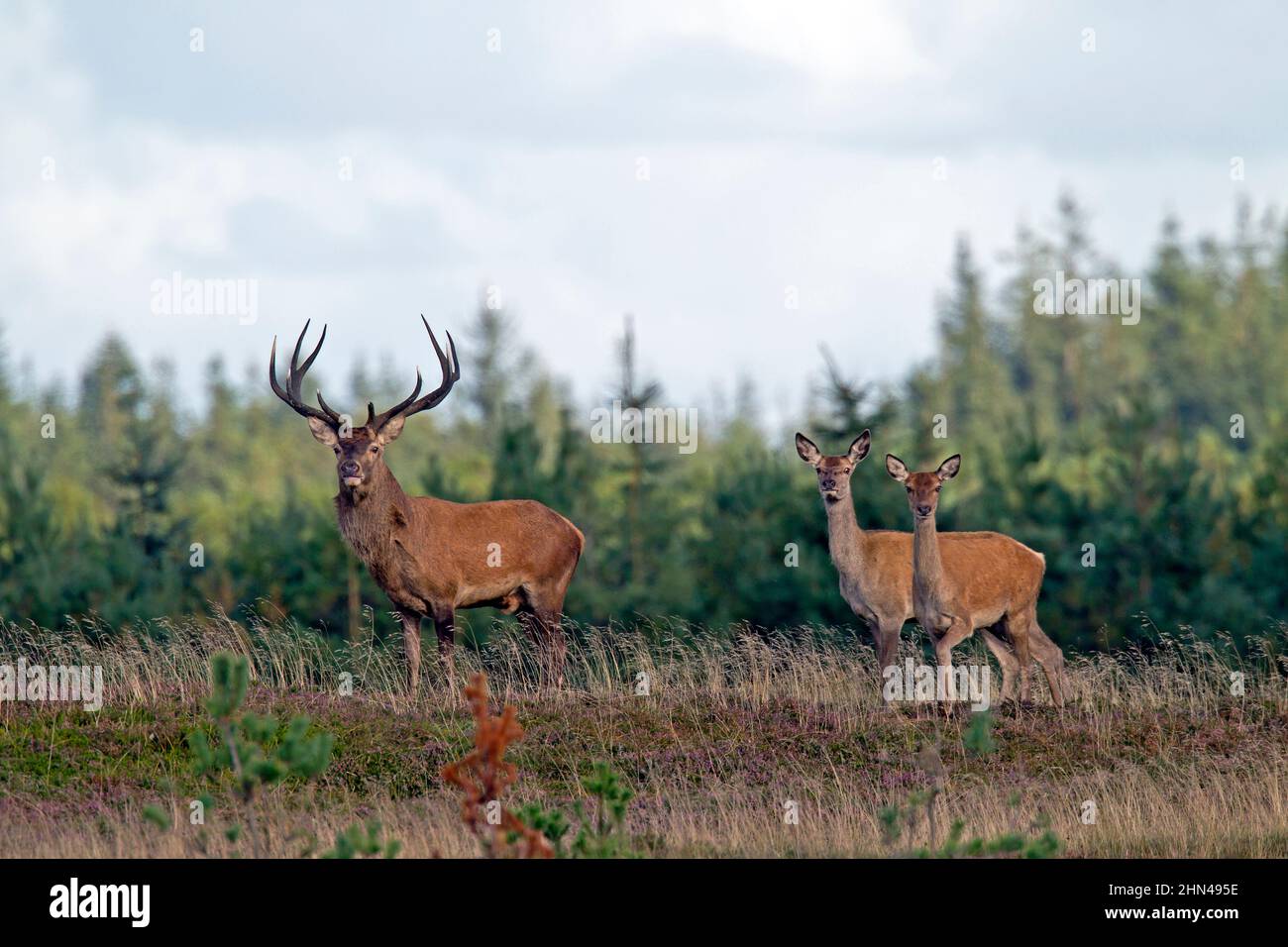 Red Deer (Cervus elaphus). Stag, hind and calf in a meadow. Germany ...