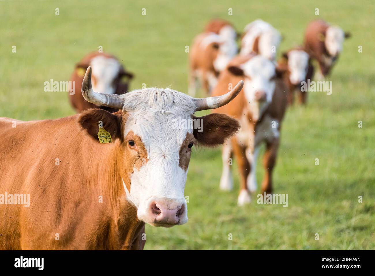 Hinterwald Cattle. Herd on a pasture. Black Forest, Germany Stock Photo ...
