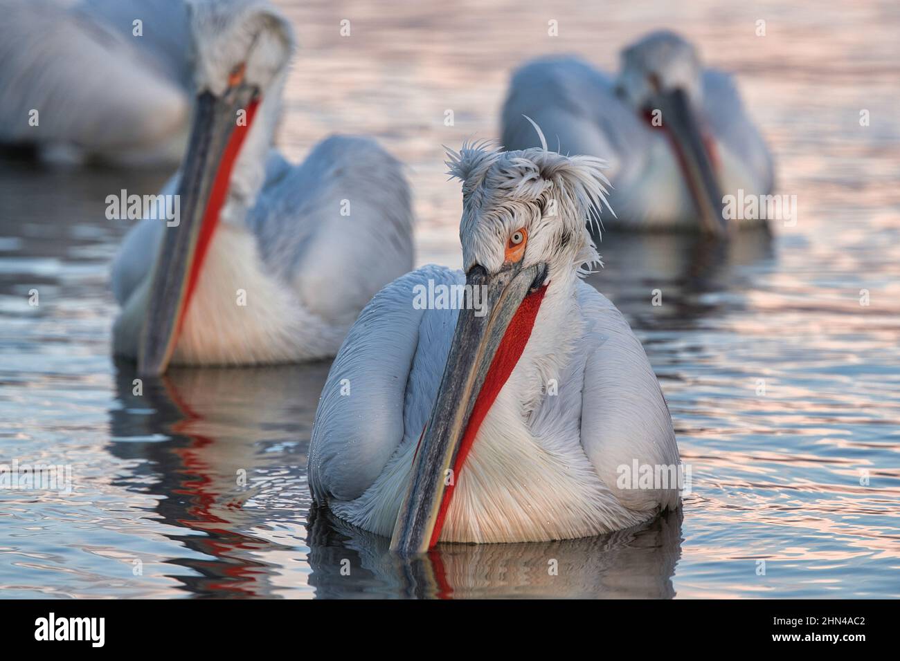 Krauskopfpelikan, Pelecanus crispus, Dalmatian pelican, Dalmatinischer ...