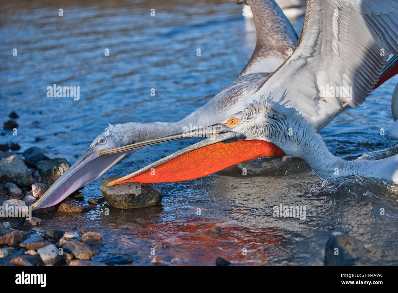 Krauskopfpelikan, Pelecanus crispus, Dalmatian pelican, Dalmatinischer Pelikan, Vogel, Bird ...