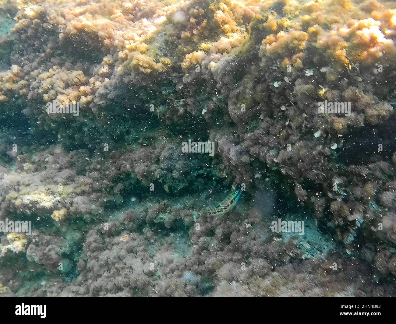 Underwater landscape with fishes and wildlife in the Adriatic Sea of ...