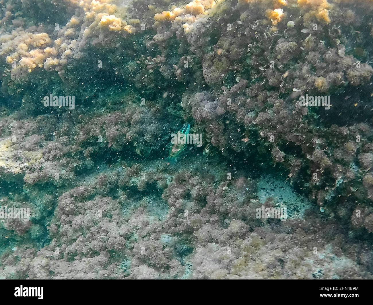 Underwater landscape with fishes and wildlife in the Adriatic Sea of ...