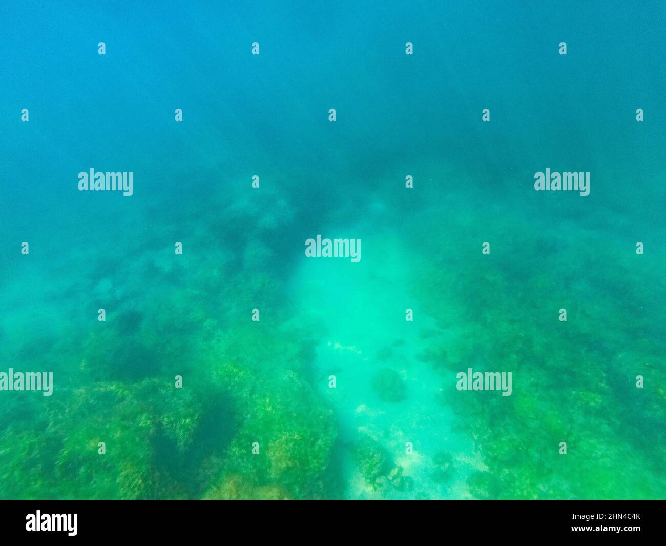 Underwater landscape with fishes and wildlife in the Adriatic Sea of ...