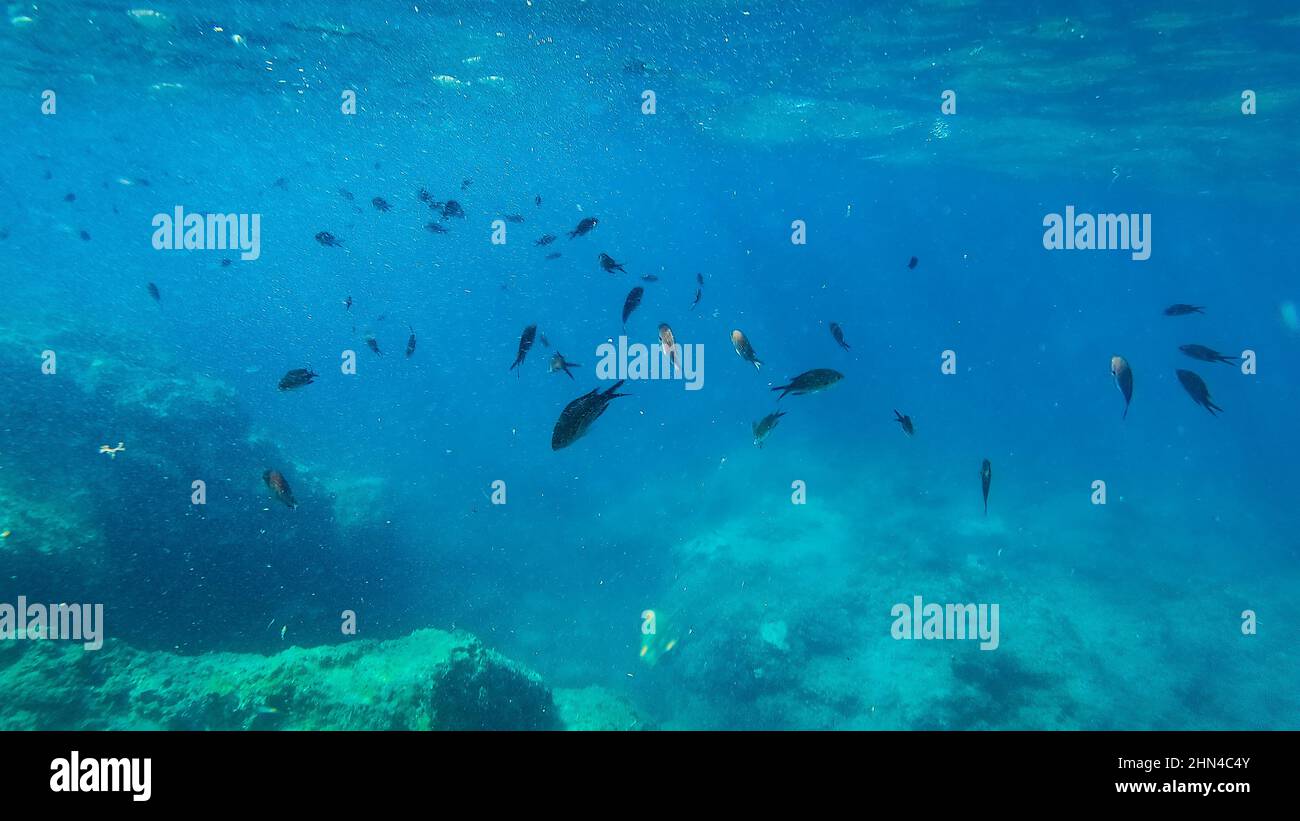 Underwater landscape with fishes and wildlife in the Adriatic Sea of ...