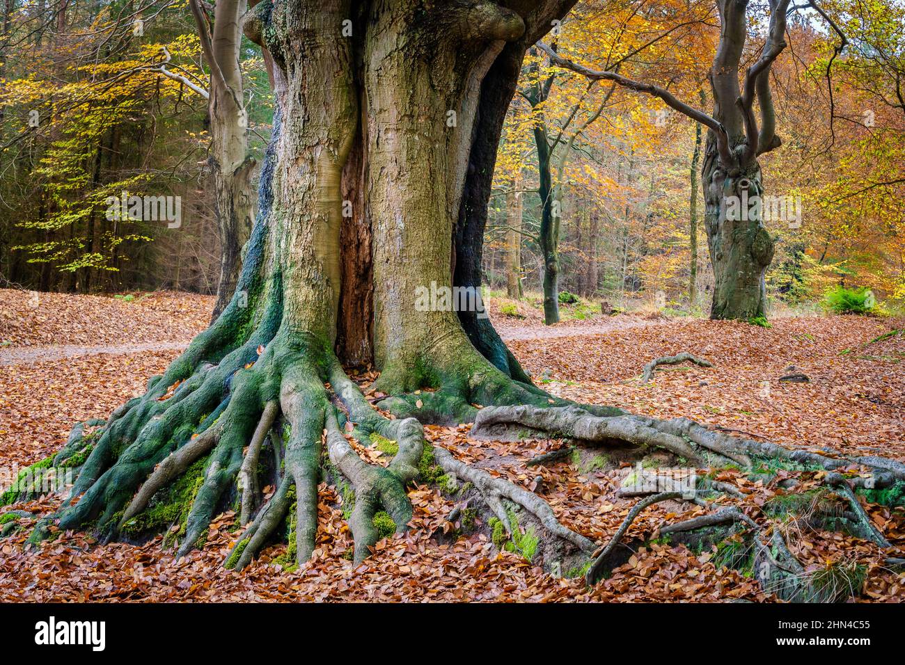 Big old brown beech trees with hanging branches above a walking trail ...