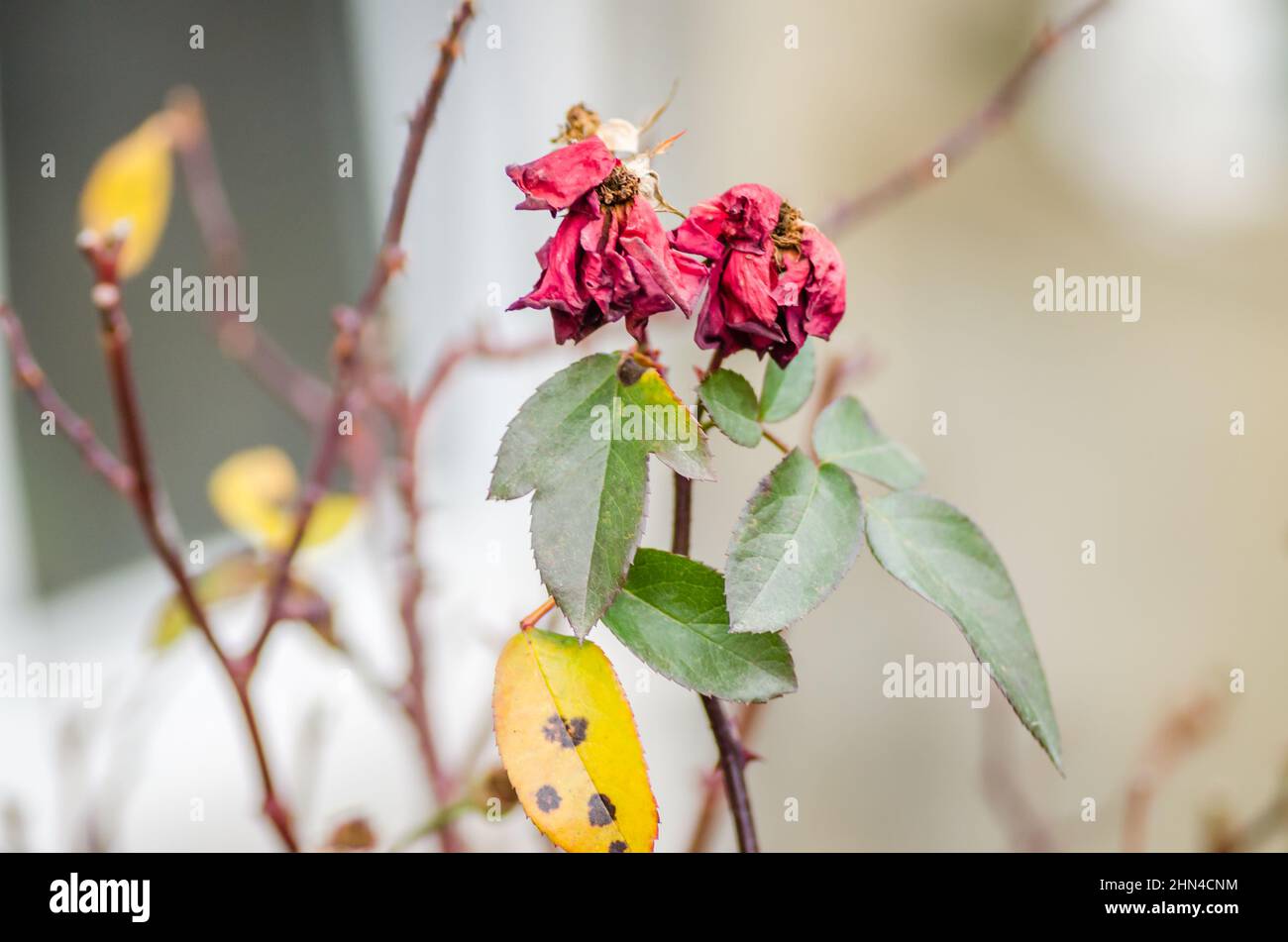 Withered red rose in a green garden faded background in autumn Stock ...