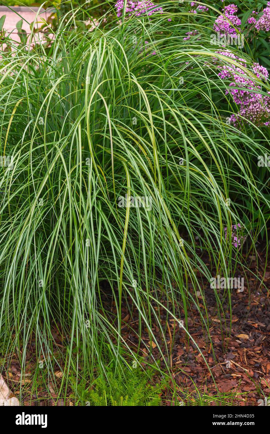 Sedge, curex, decorative garden grass for decoration of wet areas Stock ...
