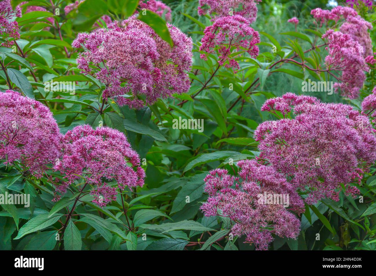 Posconica hi-res stock photography and images - Alamy
