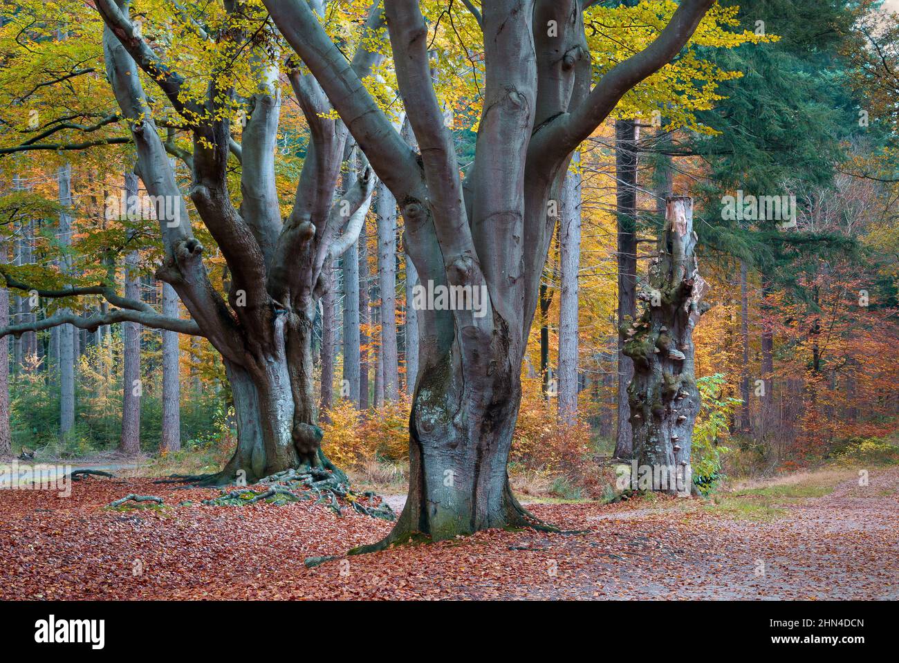 Big old brown beech trees with hanging branches above a walking trail ...