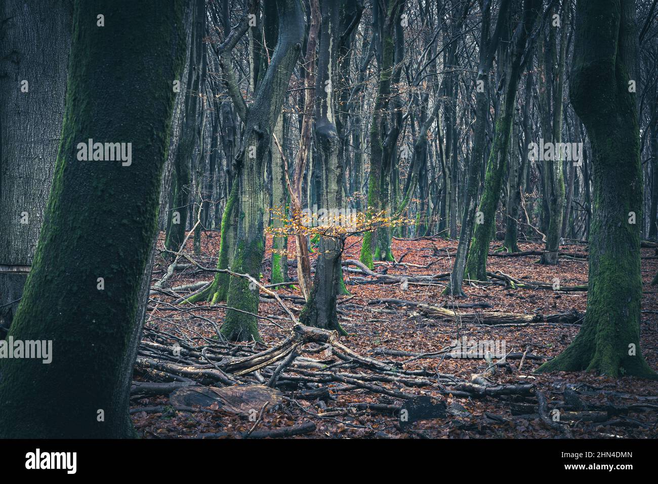 Yellow brown leaves of a beech tree in the forest during fall. Autumn ...