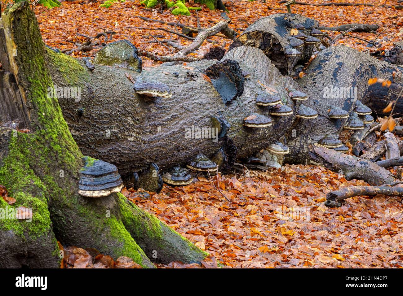 Mushrooms grow on fallen tree hi-res stock photography and images - Alamy