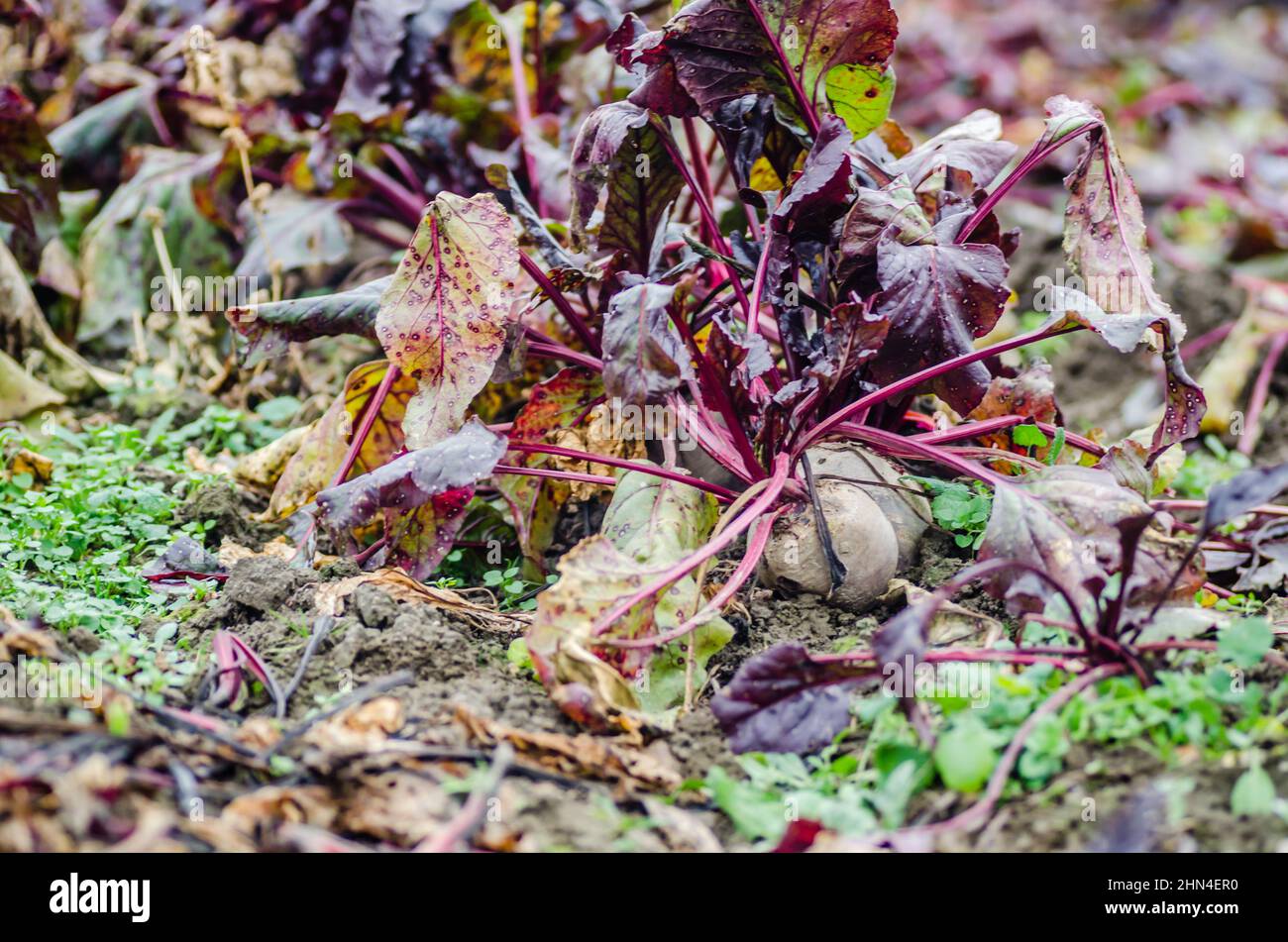 Organically grown red beet plant Stock Photo - Alamy
