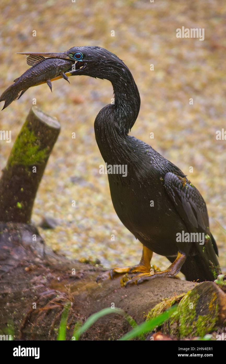An Anhinga eating a large fish, in the Everglades National Park ...