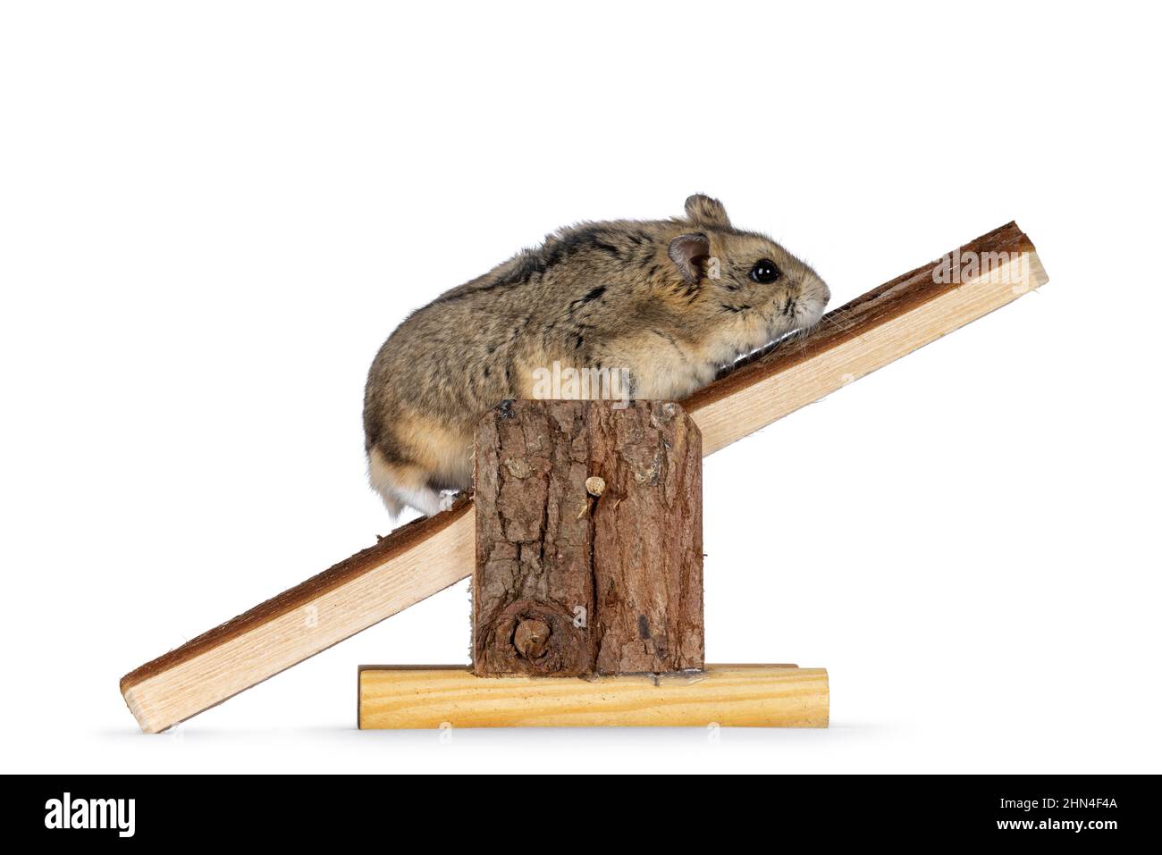 Cute brown hamster walking over a seesaw. Looking in the moving ...