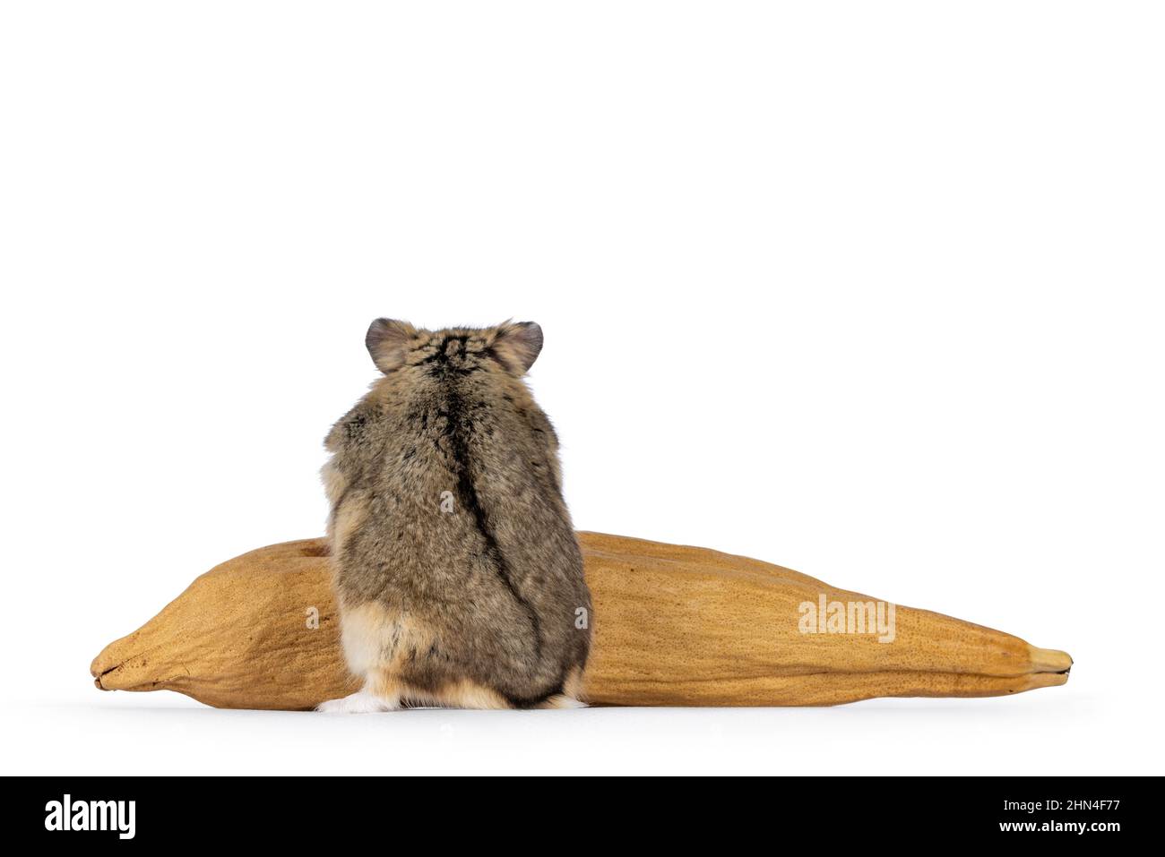 Cute little hamster backwards in front of dried kapok silk banana ...
