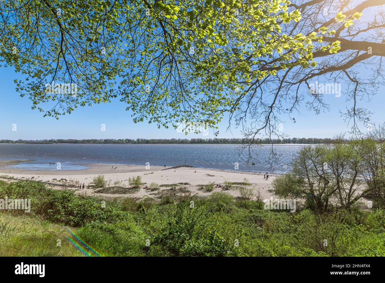 Green tree branches overhanging the beach at the Elbe River in Wedel ...