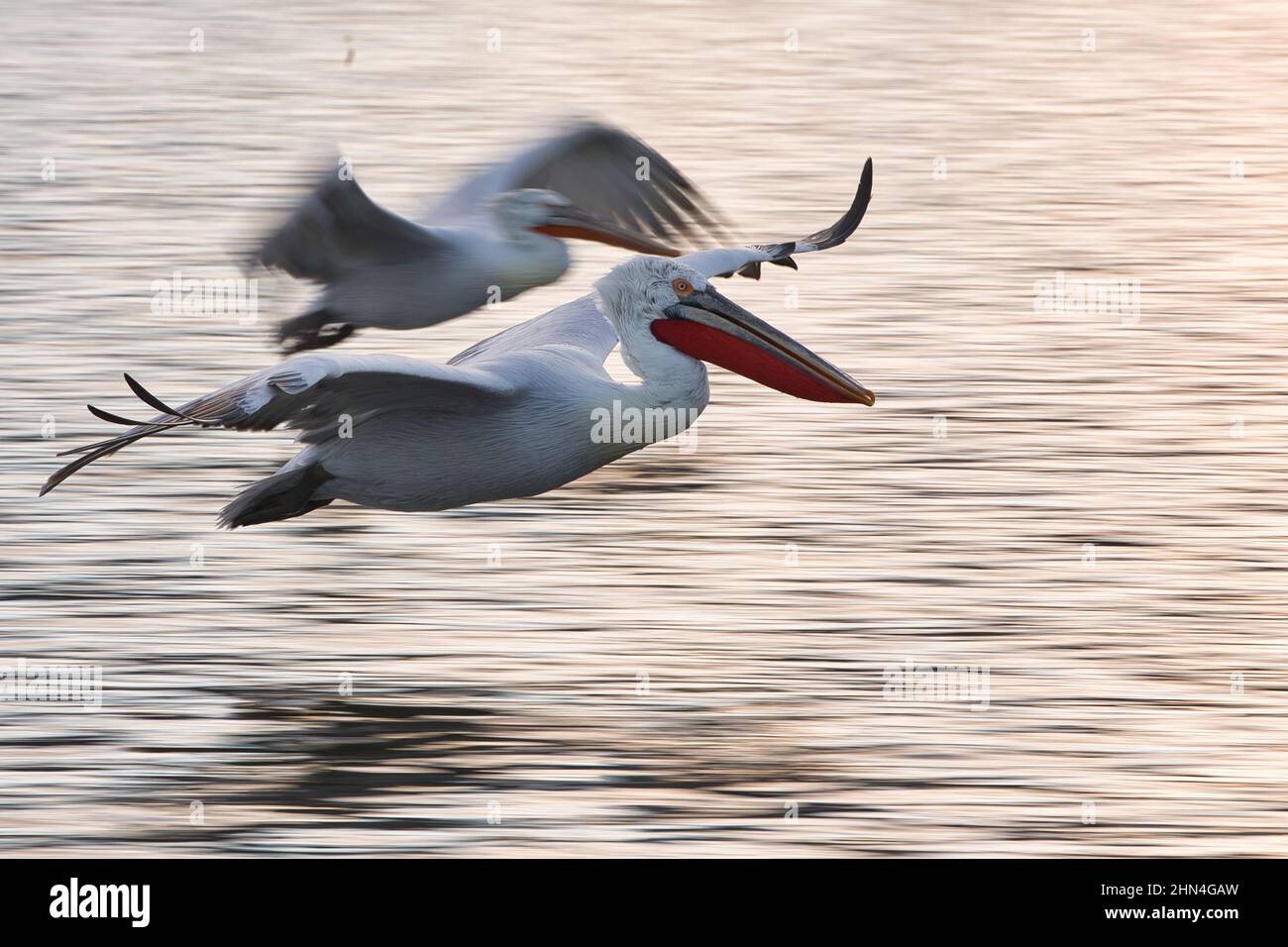 Krauskopfpelikan, Pelecanus crispus, Dalmatian pelican, Dalmatinischer Pelikan, Vogel, Bird ...