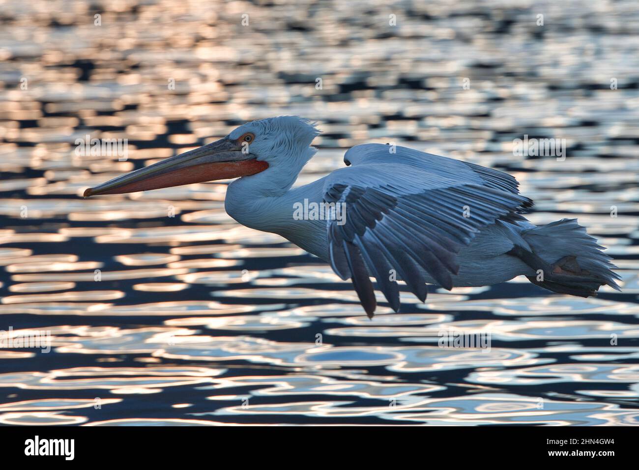 Krauskopfpelikan, Pelecanus crispus, Dalmatian pelican, Dalmatinischer Pelikan, Vogel, Bird ...