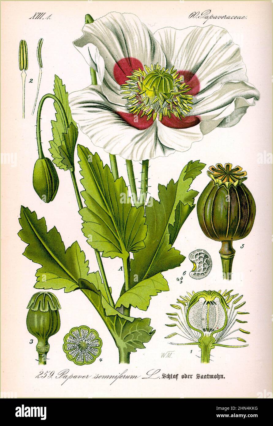 Planche de botanique representant la plante , la fleur et le fruit de ...