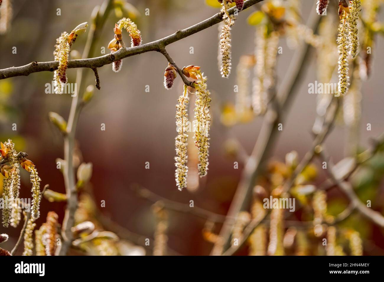 Alder tree hi-res stock photography and images - Alamy