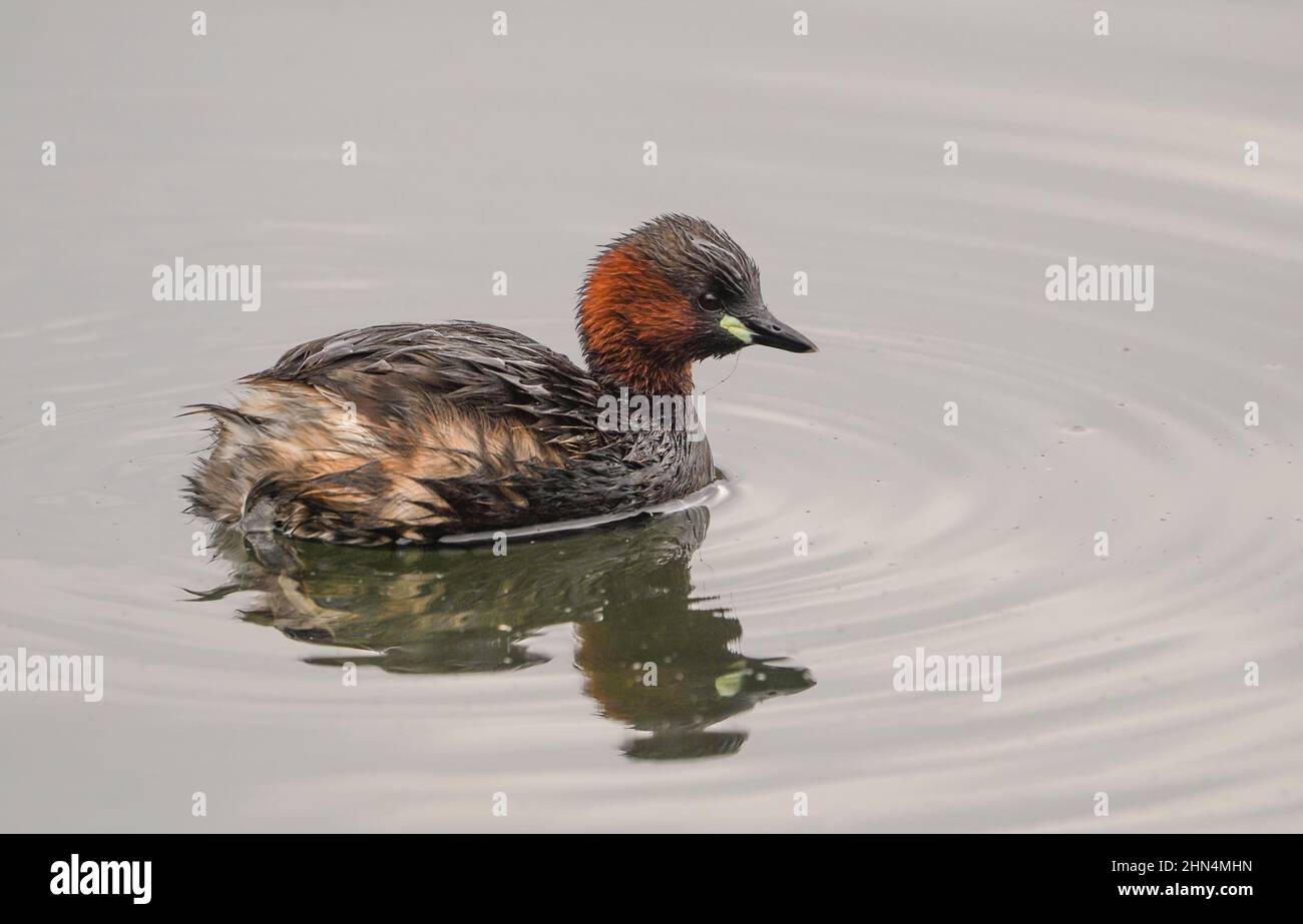Little Grebe Tachybaptus Ruficollis Dabchick On A Freshwater Lake