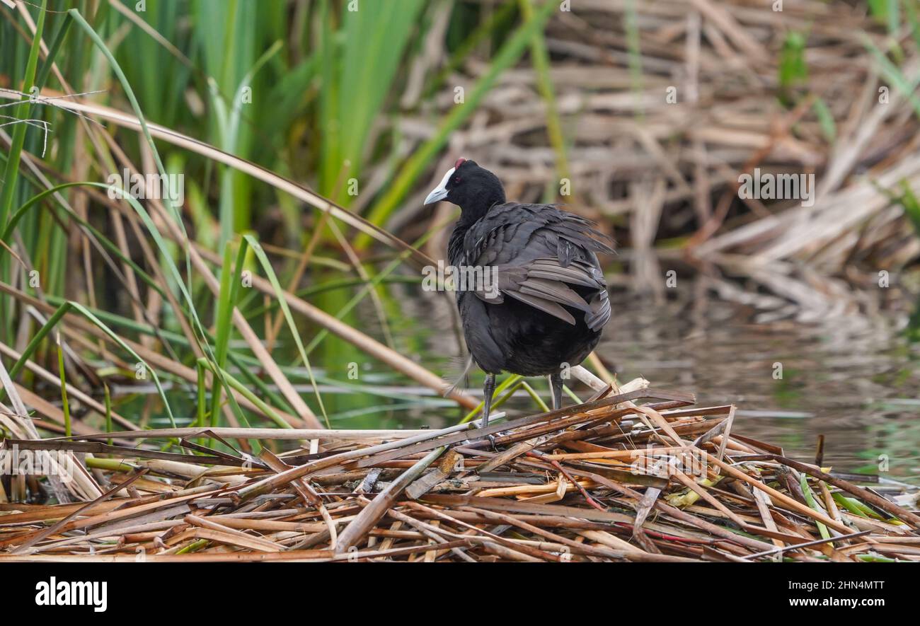 Red-knobbed coot, standing on a nest build in a freshwater lake ...