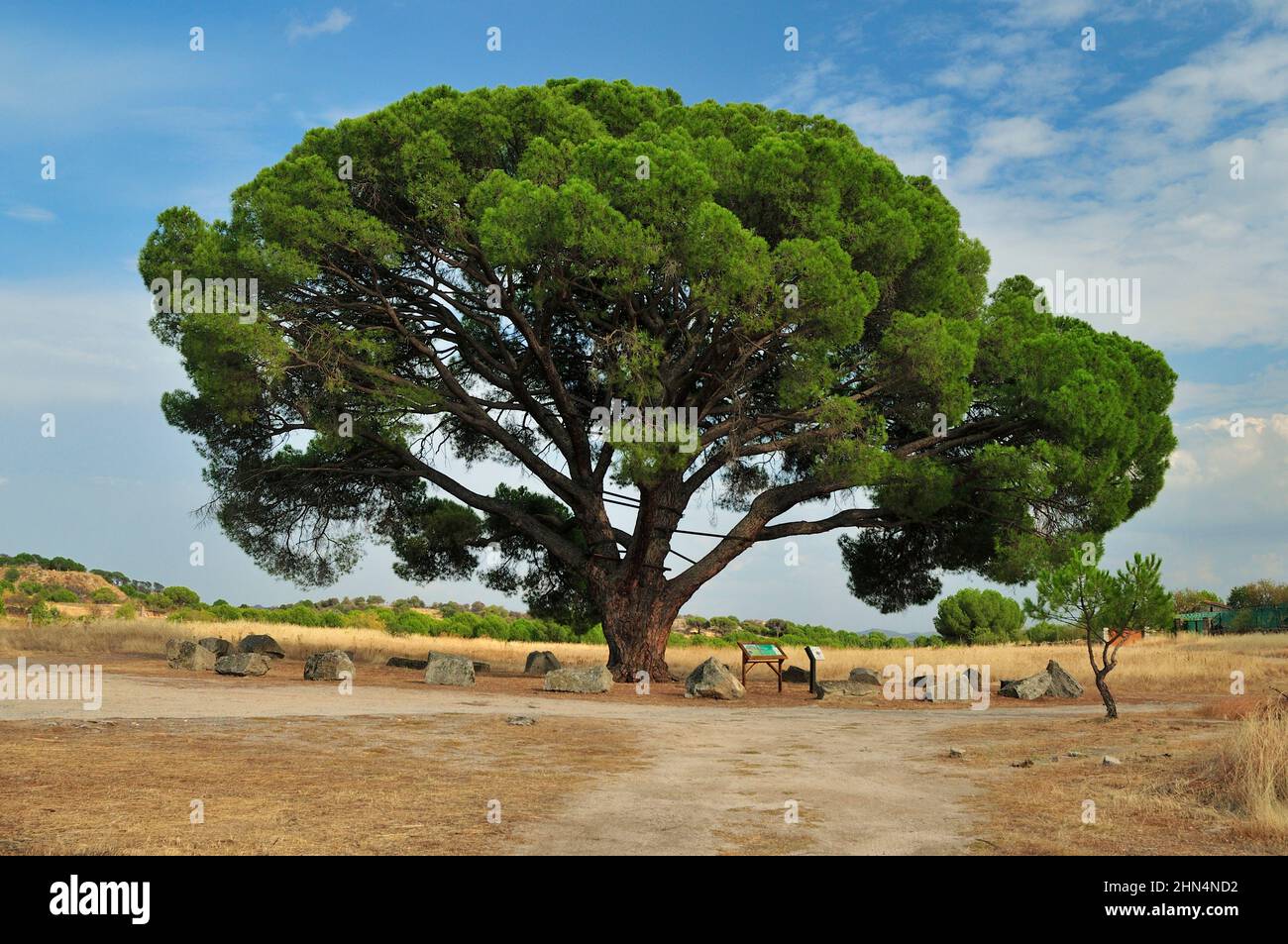 Castrejon pinetree hi-res stock photography and images - Alamy