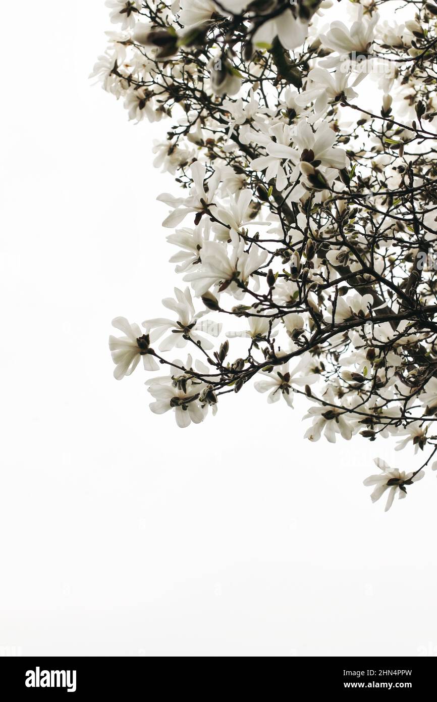 Silhouette of blooming white japanese magnolia tree branches against ...