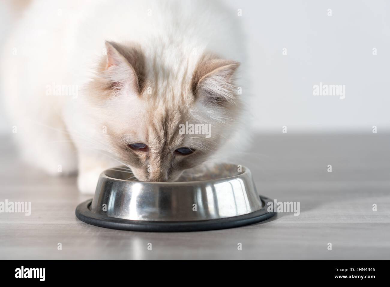 Burmese cat eating hi-res stock photography and images - Alamy