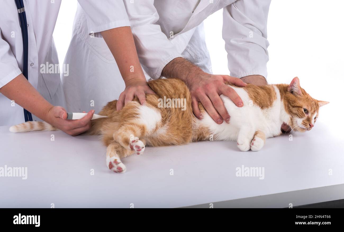 Veterinarian taking the temperature of a cat Stock Photo - Alamy