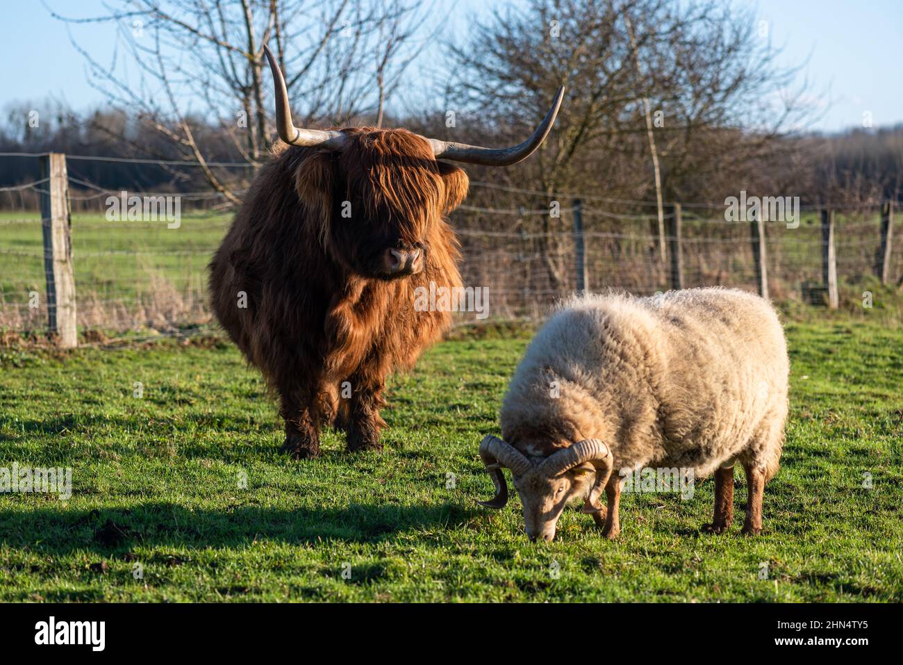 White ram sheep long horns hi-res stock photography and images - Alamy