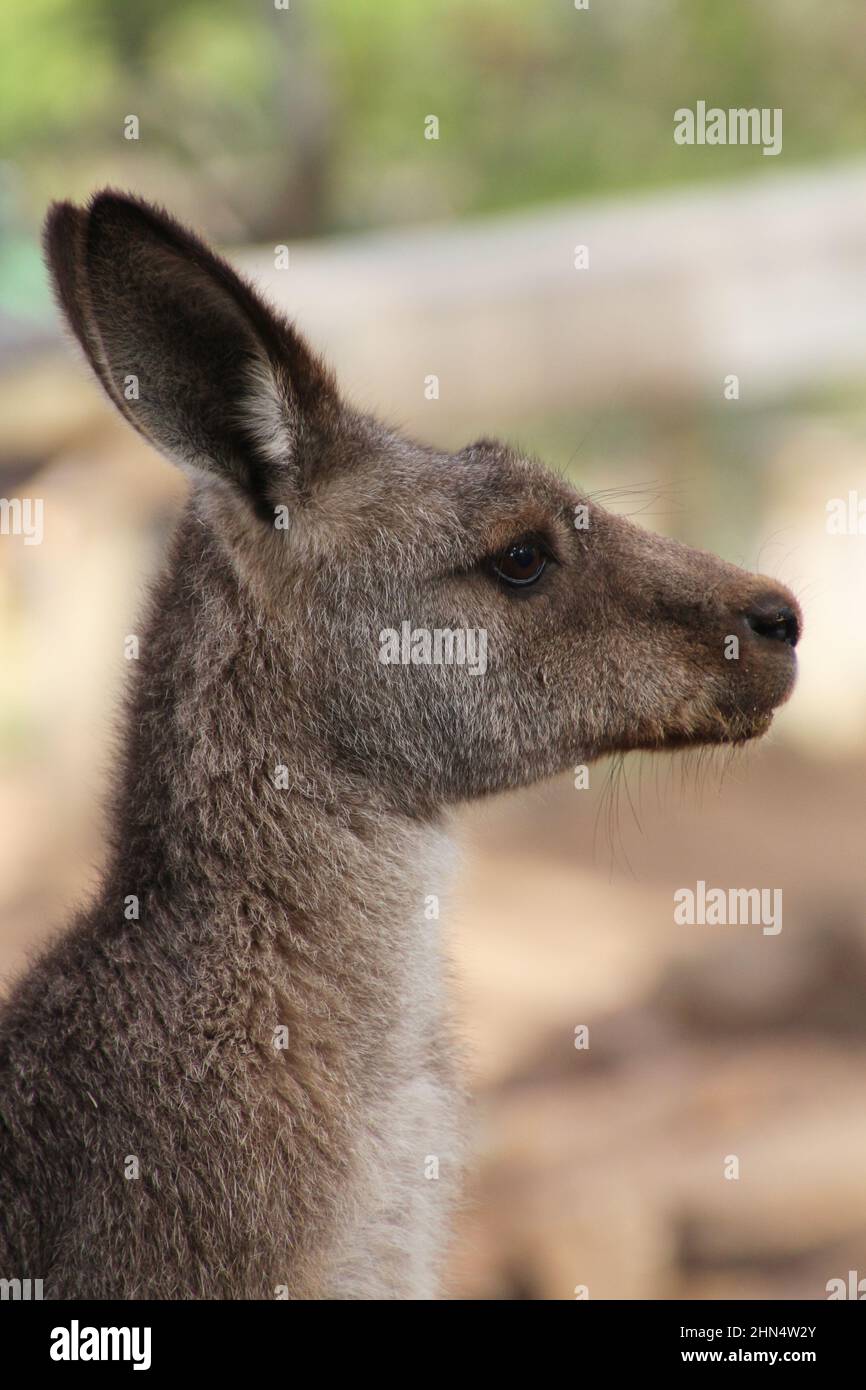 Kangaroo mouth hi-res stock photography and images - Alamy