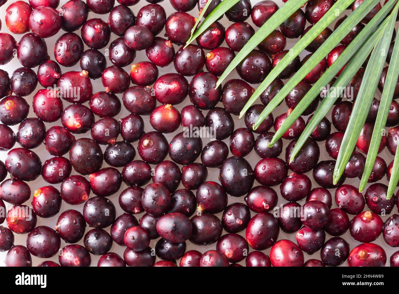 Euterpe oleracea - Acai Fruit Of The Palm Manaca Stock Photo - Alamy