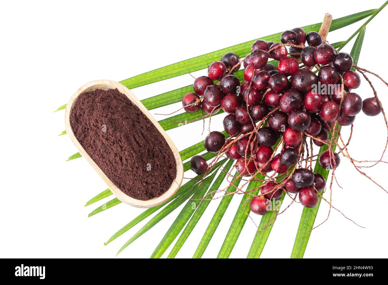 Euterpe Oleracea - Berries And Acai Powder From The Amazonian Fruit ...