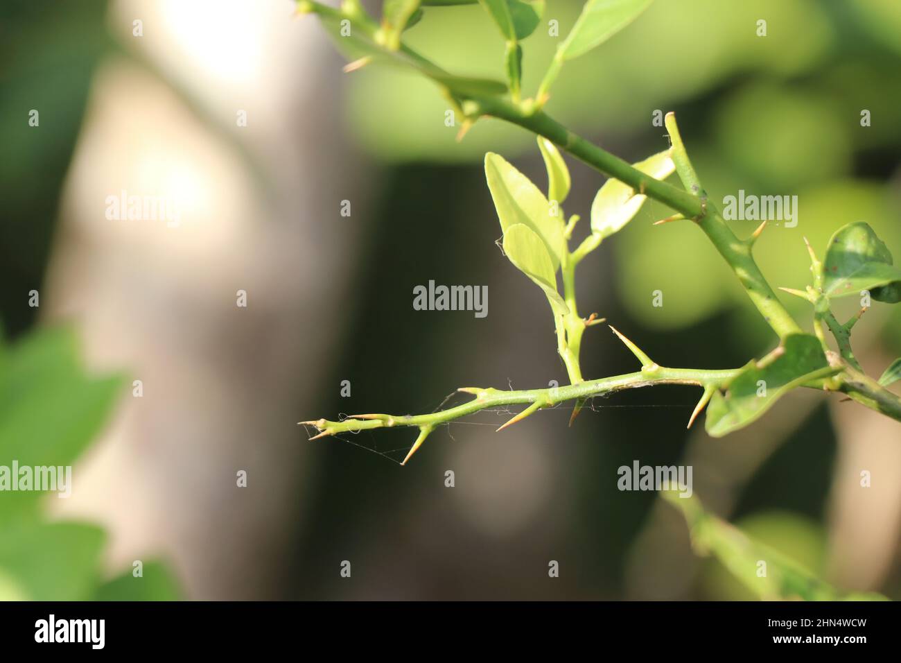 Lemon Tree Thorns