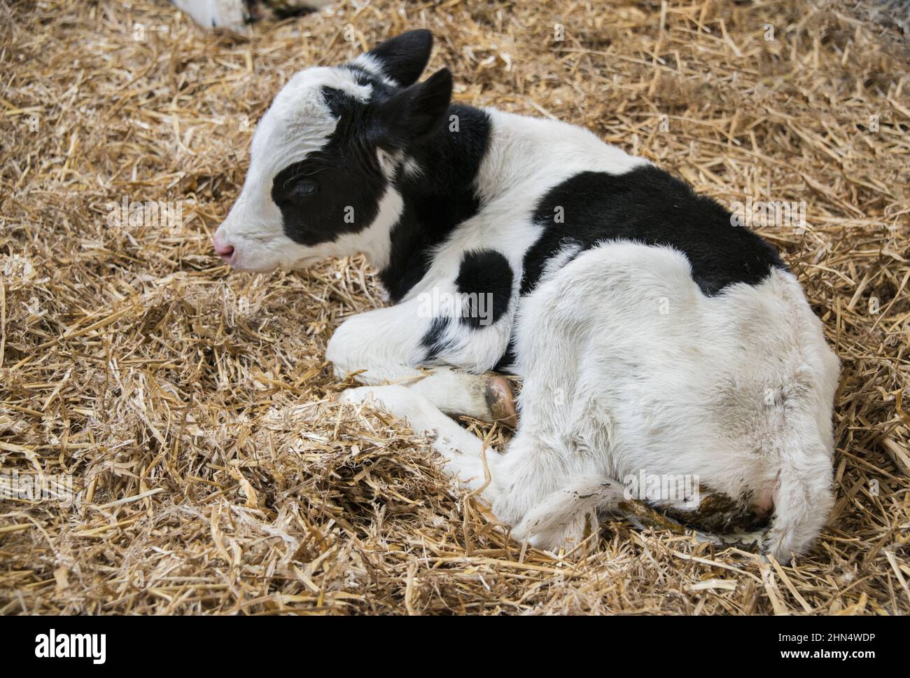 Newborn Baby Cow