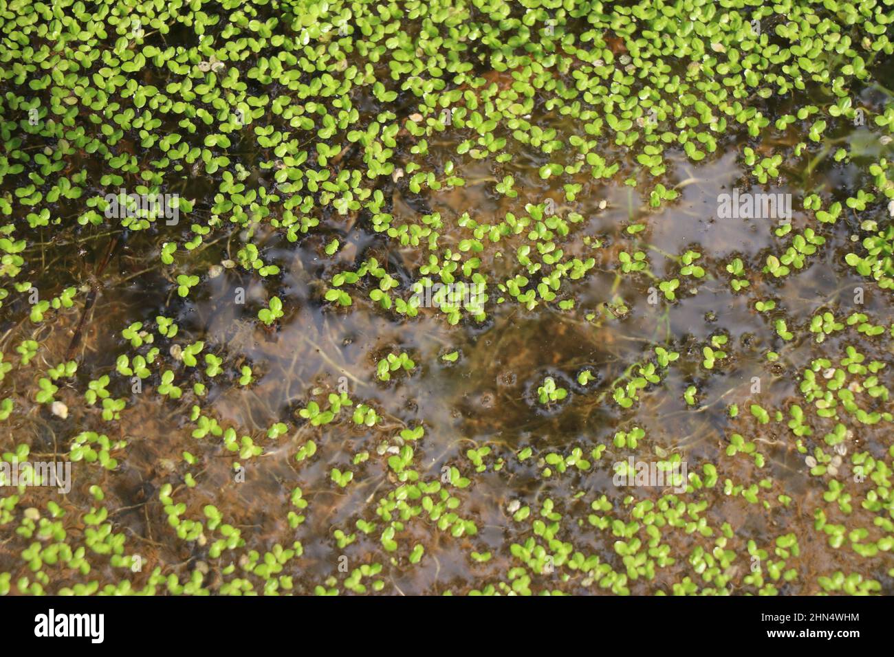 Stagnant water hi-res stock photography and images - Alamy