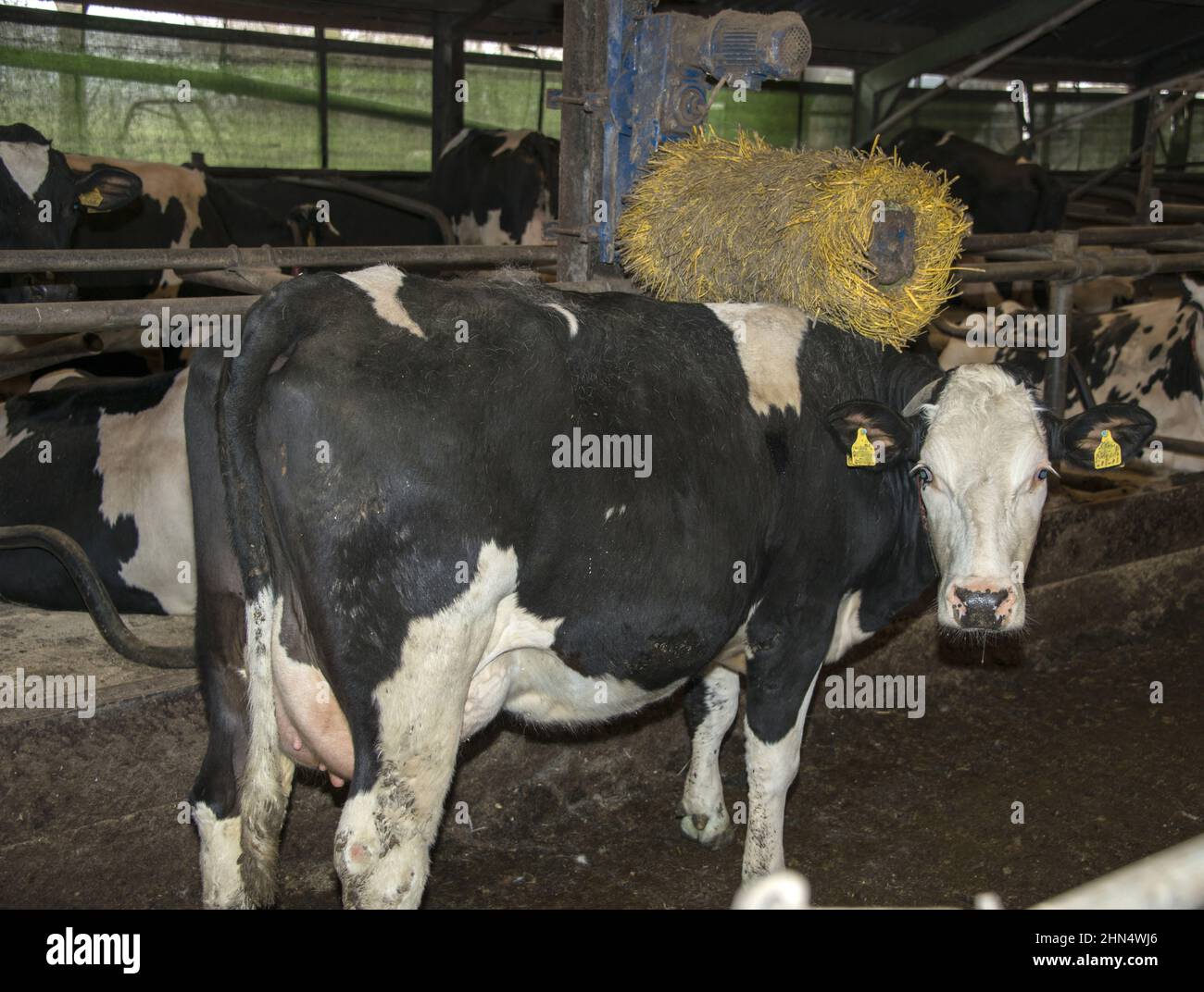 cow with automatic scratching machine Stock Photo - Alamy