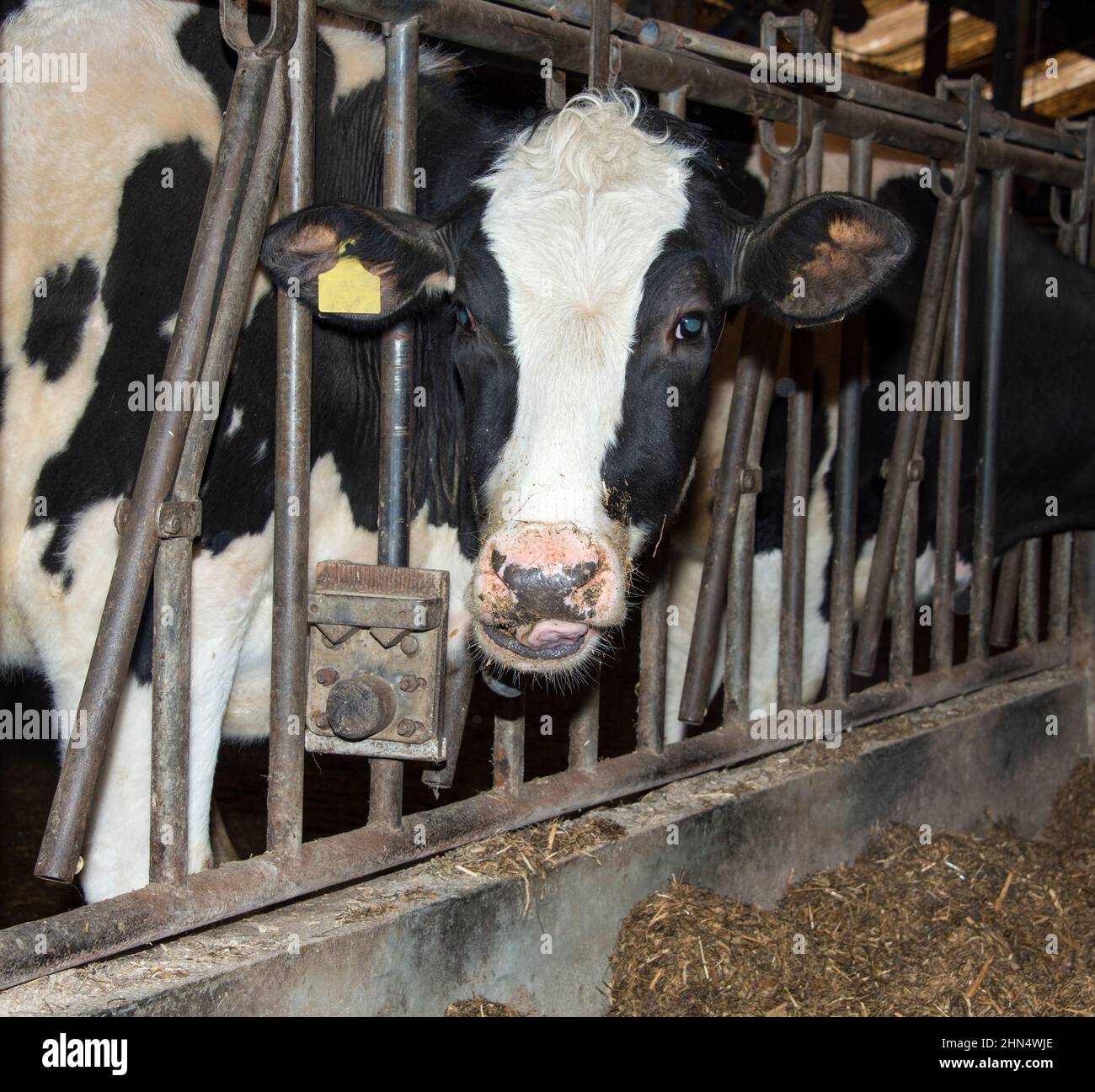 cow inside farmers place Stock Photo - Alamy