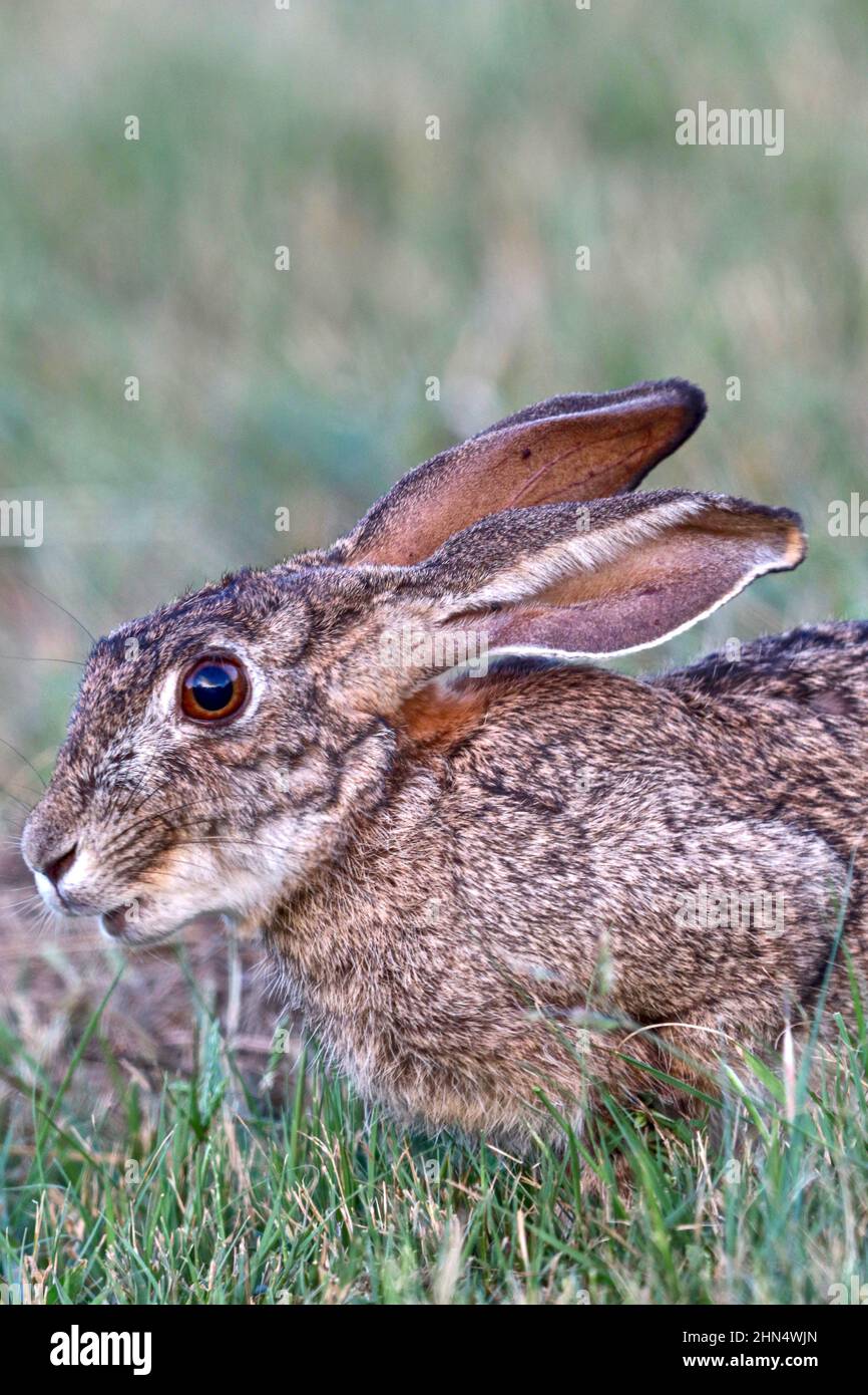 Scrub Hare, South Africa Stock Photo - Alamy