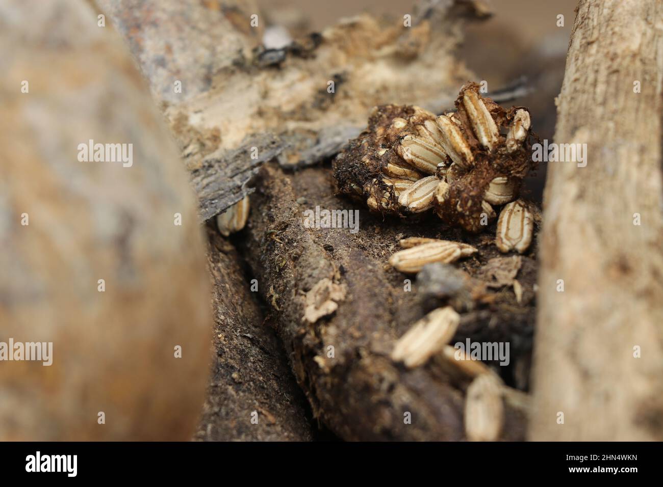 Bottle gourd seeds are dried inside the shell forming a small lump on ...