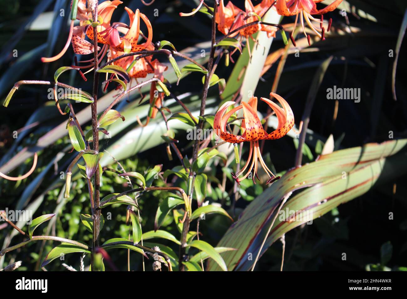 Tiger Lily blossom, New Zealand Stock Photo - Alamy