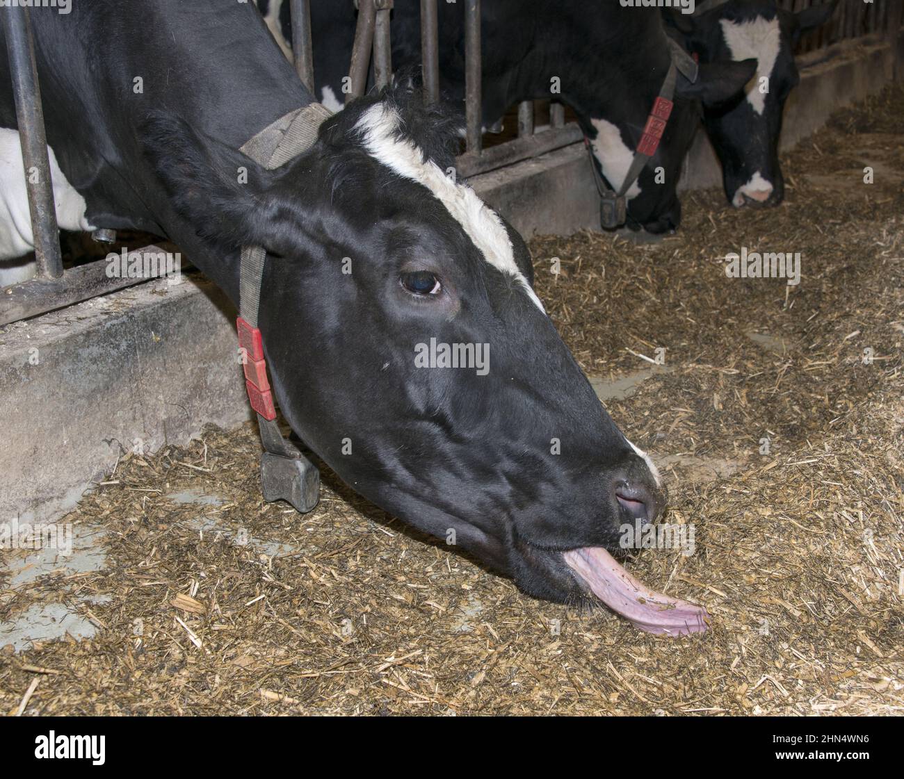 cow eating with big tonque Stock Photo - Alamy