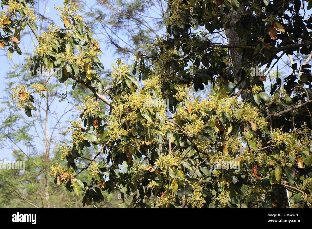 Flowers of avocado blooming in the tree, Large group of avocado flowers ...