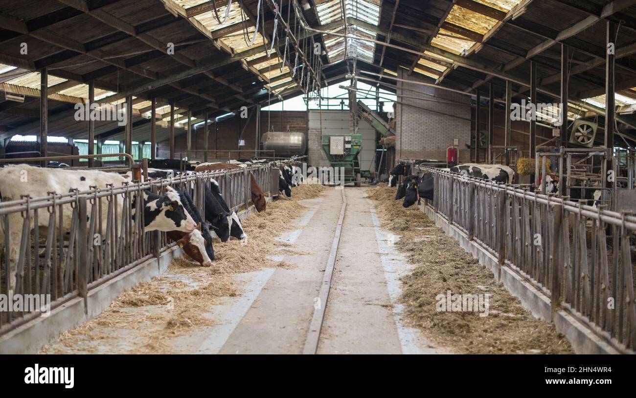 morre cows inside farmers place Stock Photo - Alamy