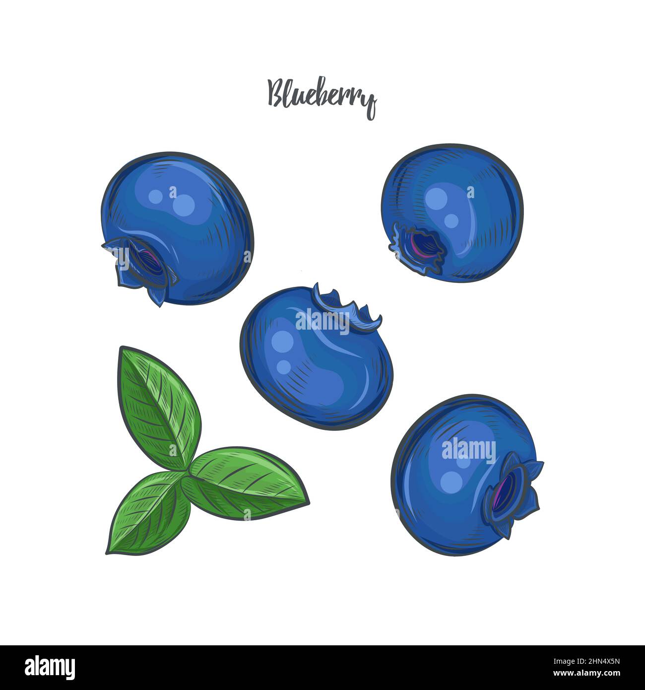 Blueberries isolated on white background Stock Vector Image & Art - Alamy
