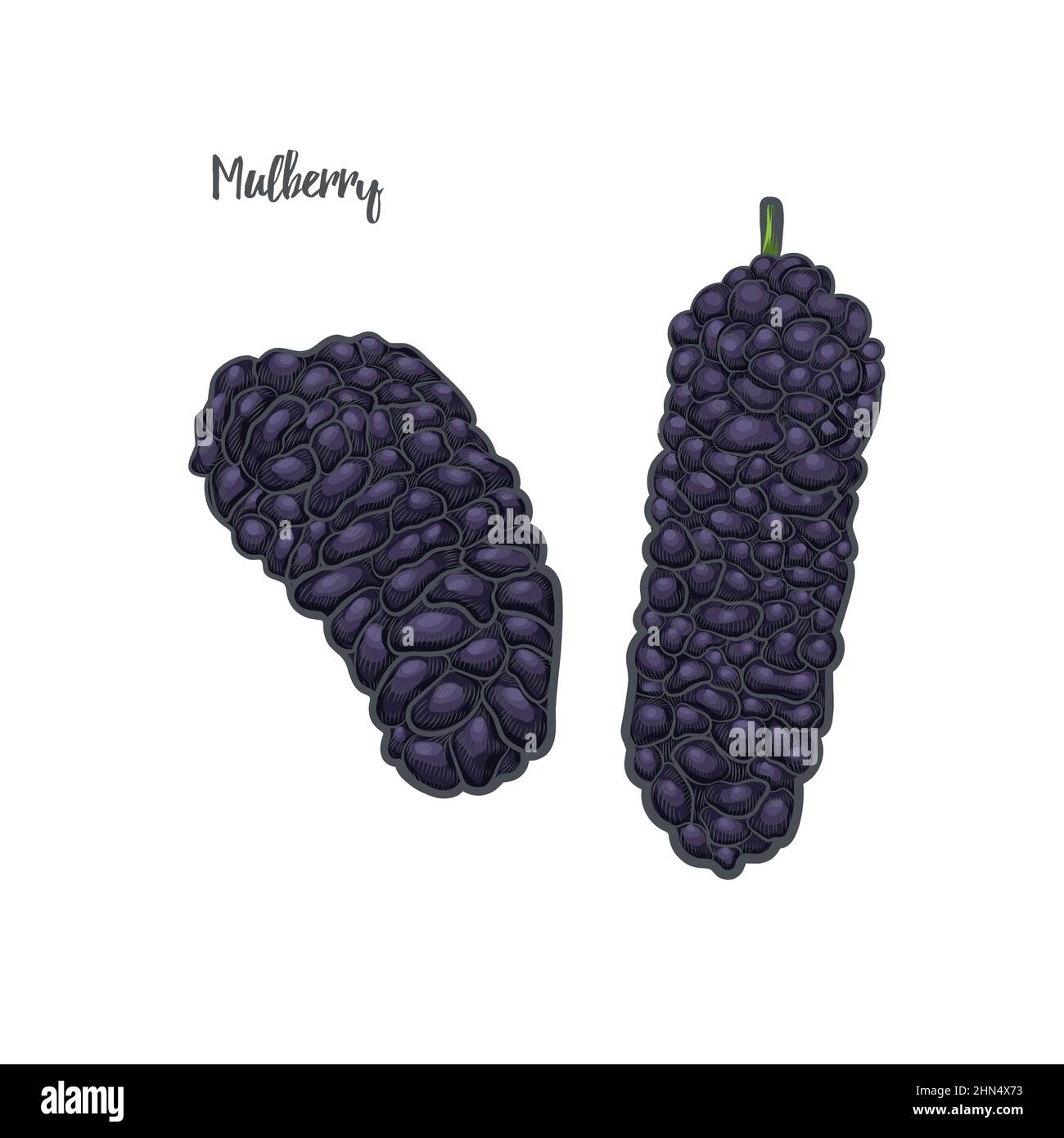 Hand drawn mulberry isolated on white background Stock Vector Image ...
