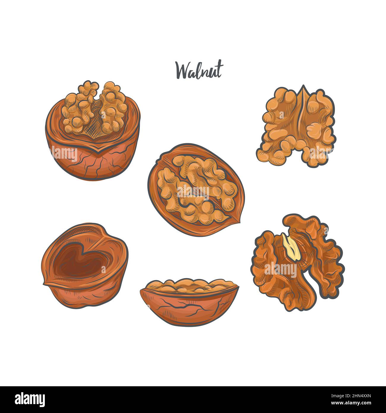 Walnut Clip Art