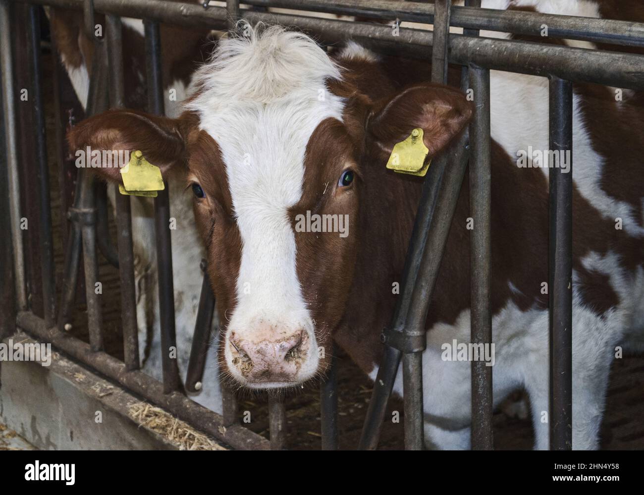 cow inside farmers place Stock Photo - Alamy